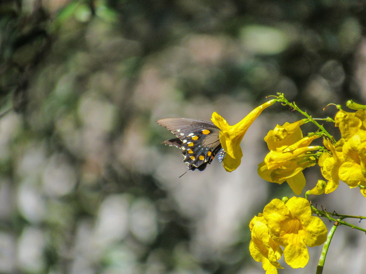 Tecoma stans (Esperanza 'Gold Star') – Eco Blossom Nursery
