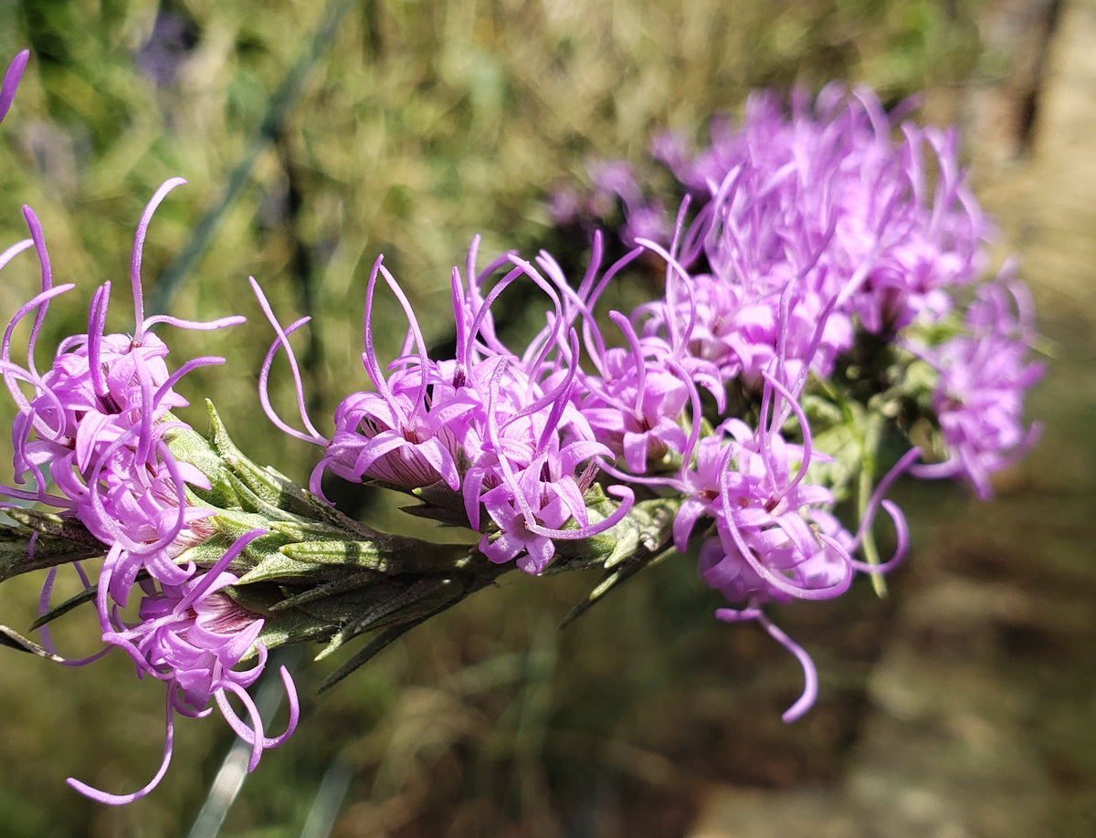 North Texas native plants – Eco Blossom Nursery