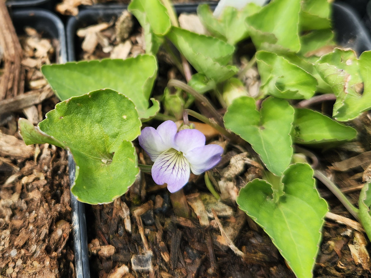 Viola missouriensis (Missouri Violet) – Eco Blossom Nursery