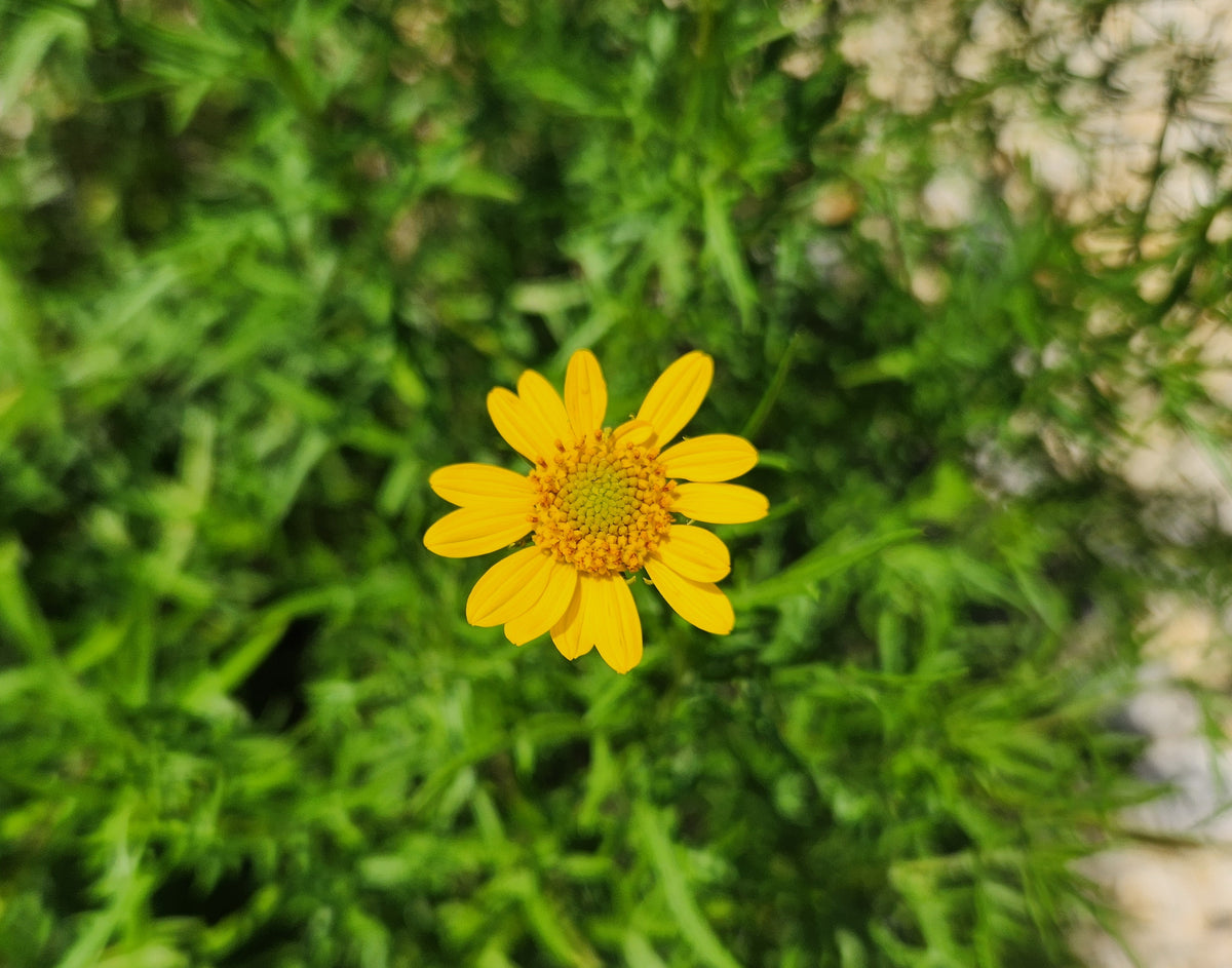 Sidneya tenuifolia (Skeleton-leaf Goldeneye) – Eco Blossom Nursery
