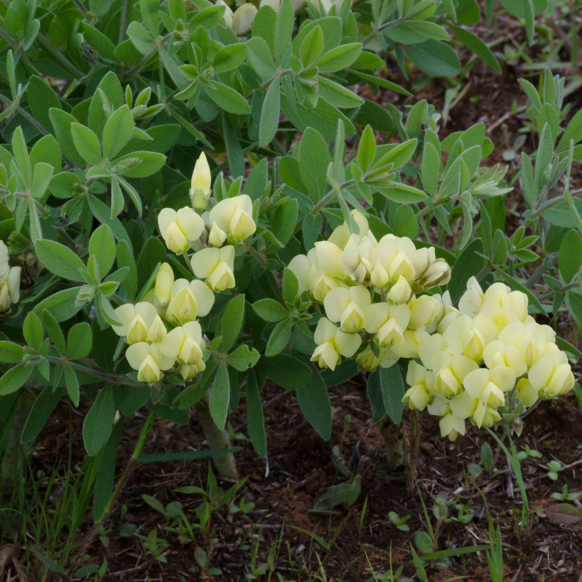Baptisia bracteata (Cream Wild Indigo) – Eco Blossom Nursery