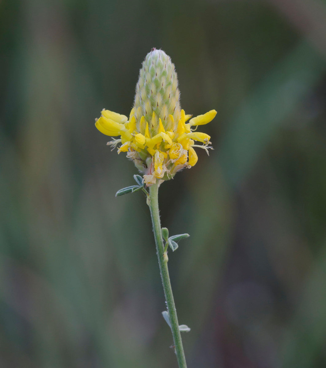 Dalea aurea (Golden Dalea) – Eco Blossom Nursery