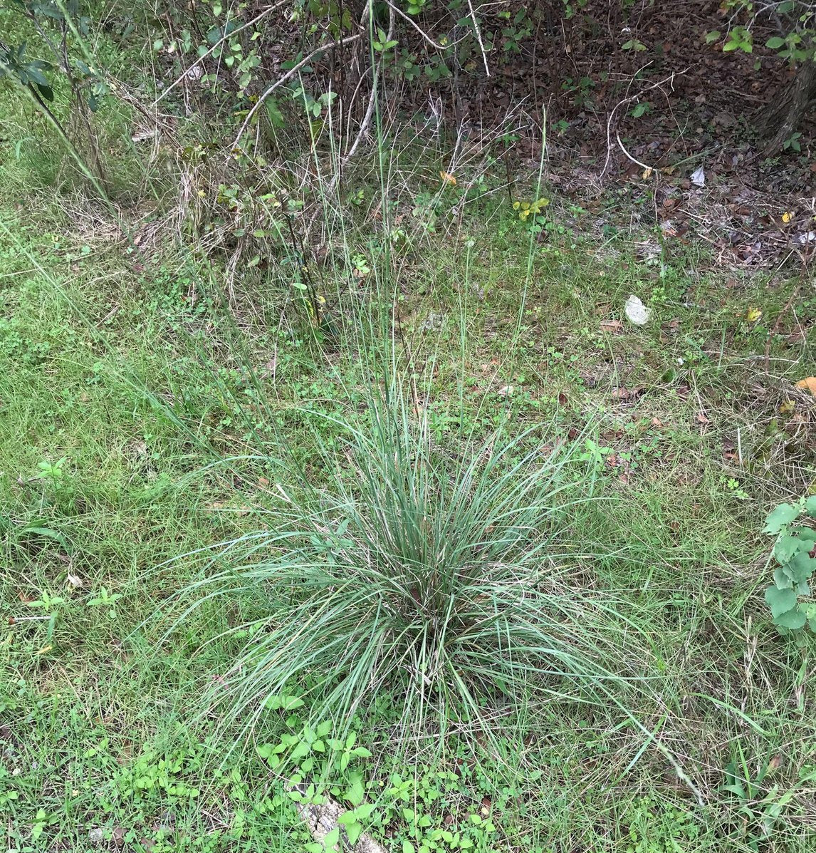 Sporobolus compositus (Tall Dropseed) – Eco Blossom Nursery