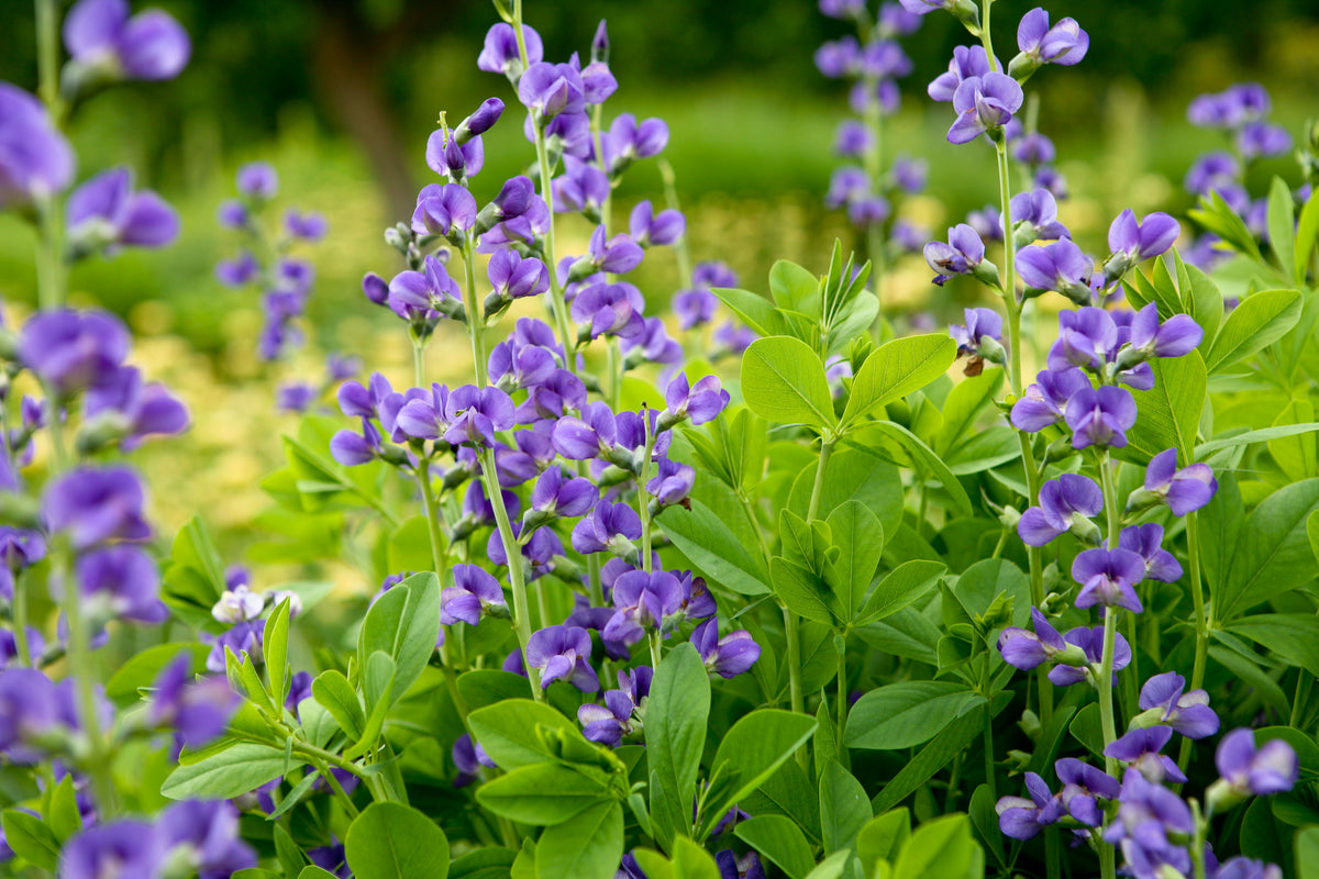 Baptisia australis (Blue Wild Indigo) – Eco Blossom Nursery