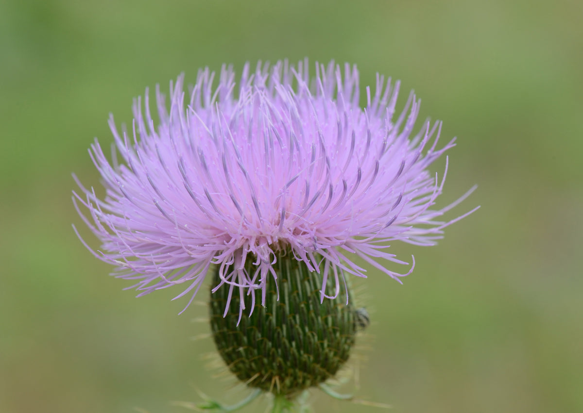 Cirsium texanum (Texas Thistle) – Eco Blossom Nursery