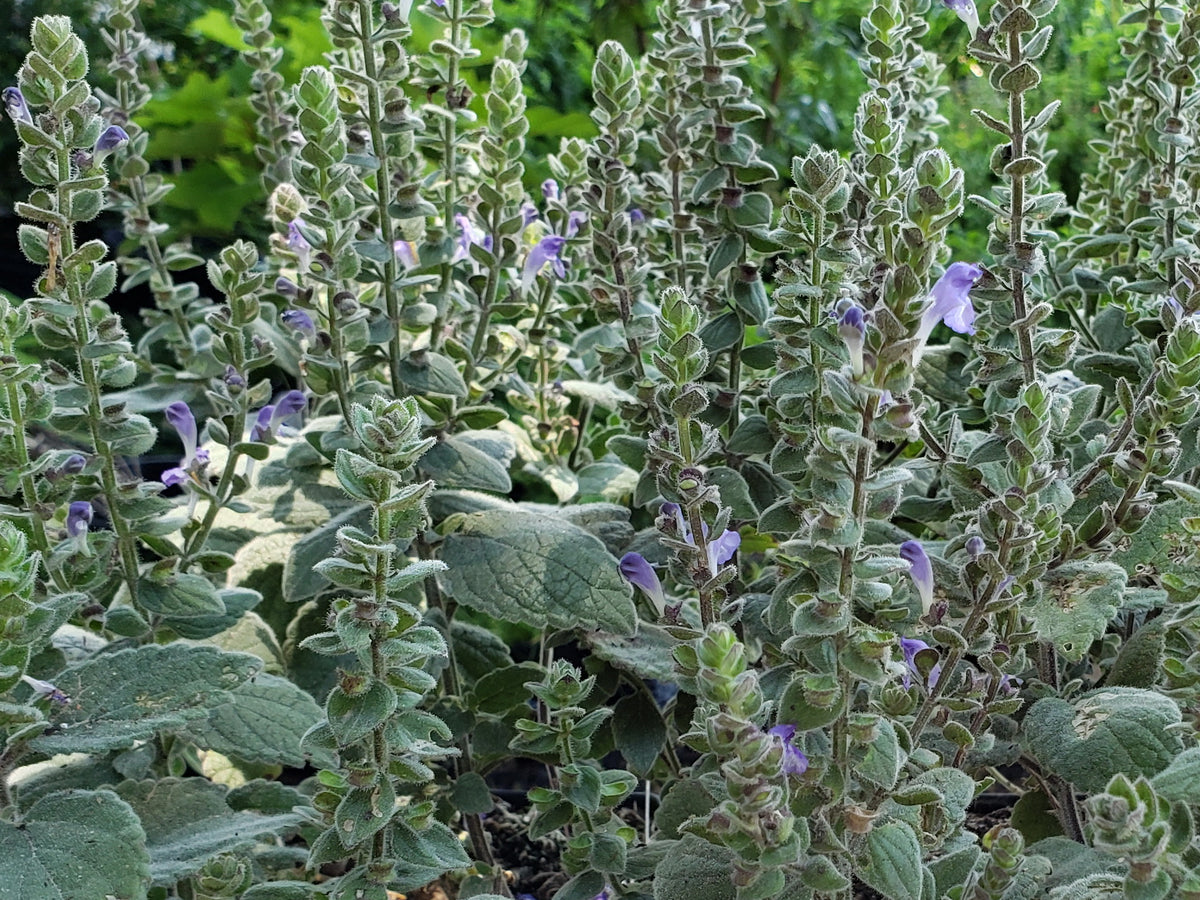 Scutellaria ovata (Heartleaf Skullcap) – Eco Blossom Nursery