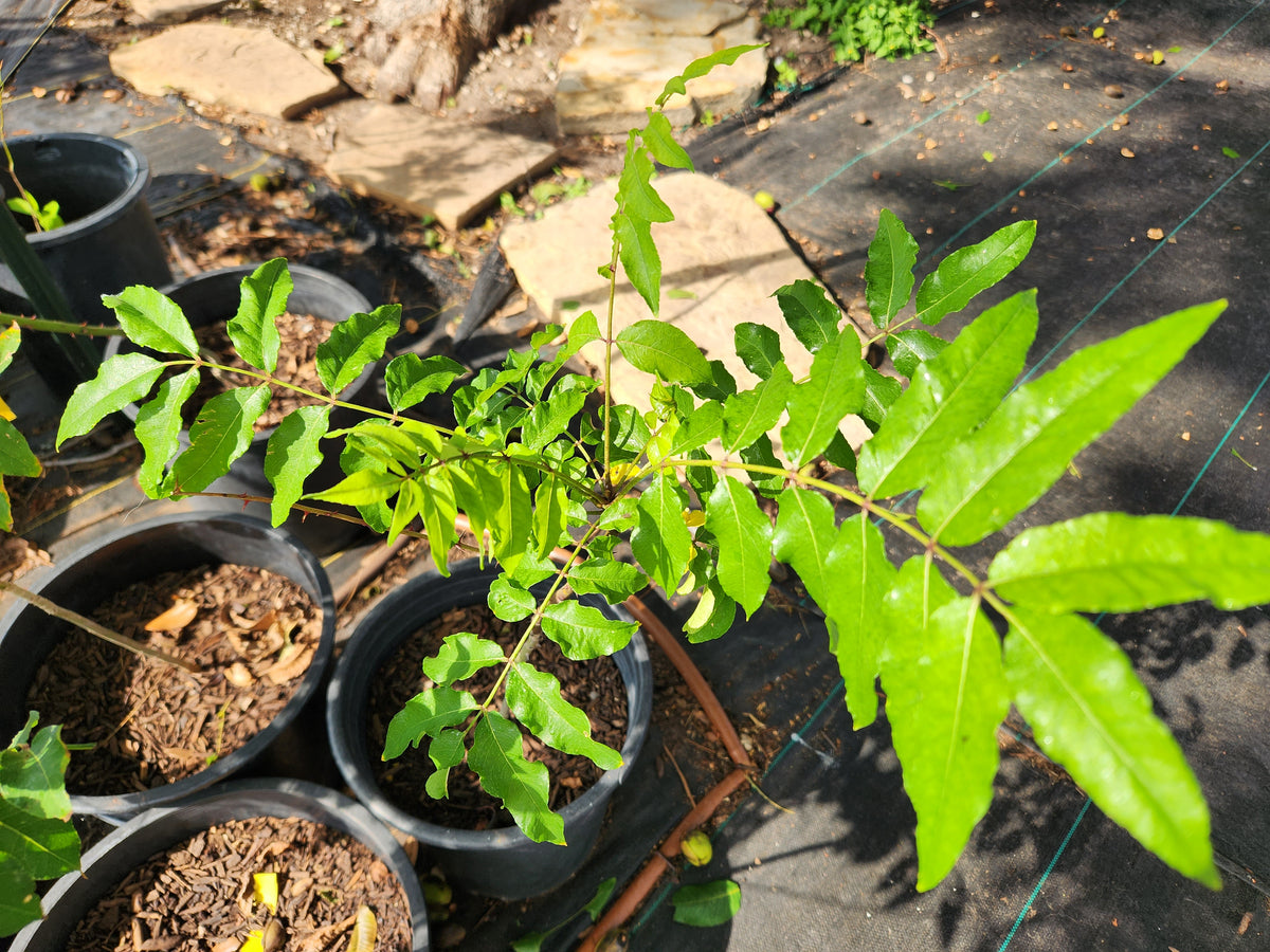 Zanthoxylum clava-herculis (Toothache Tree) – Eco Blossom Nursery