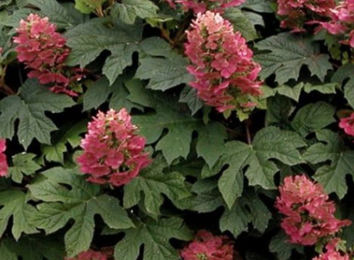 Hydrangea quercifolia (Oakleaf Hydrangea 'Ruby Slippers') – Eco Blossom ...