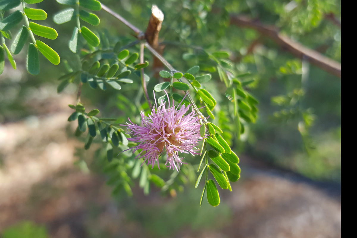 Mimosa borealis (Fragrant Mimosa) – Eco Blossom Nursery