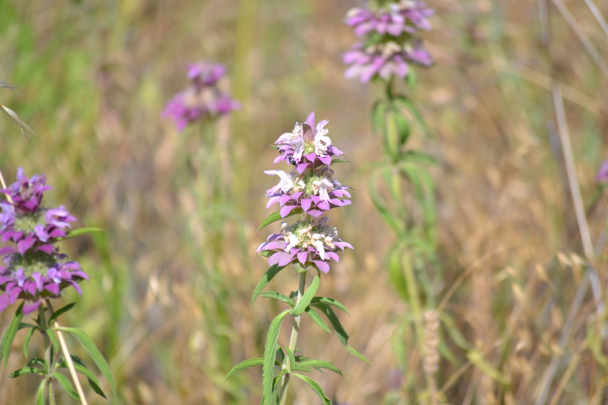 Monarda Citriodora Native Range
