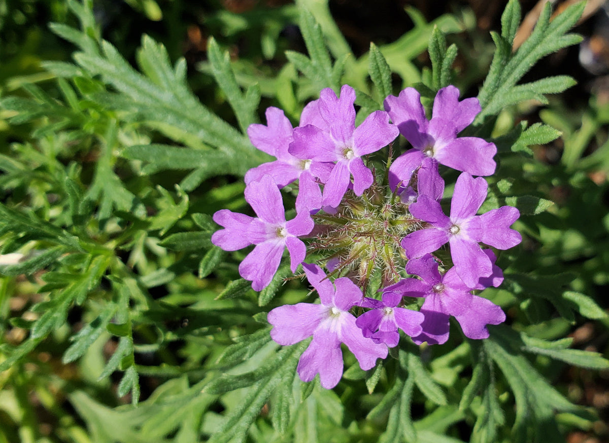 Glandularia bipinnatifida (Prairie Verbena) – Eco Blossom Nursery