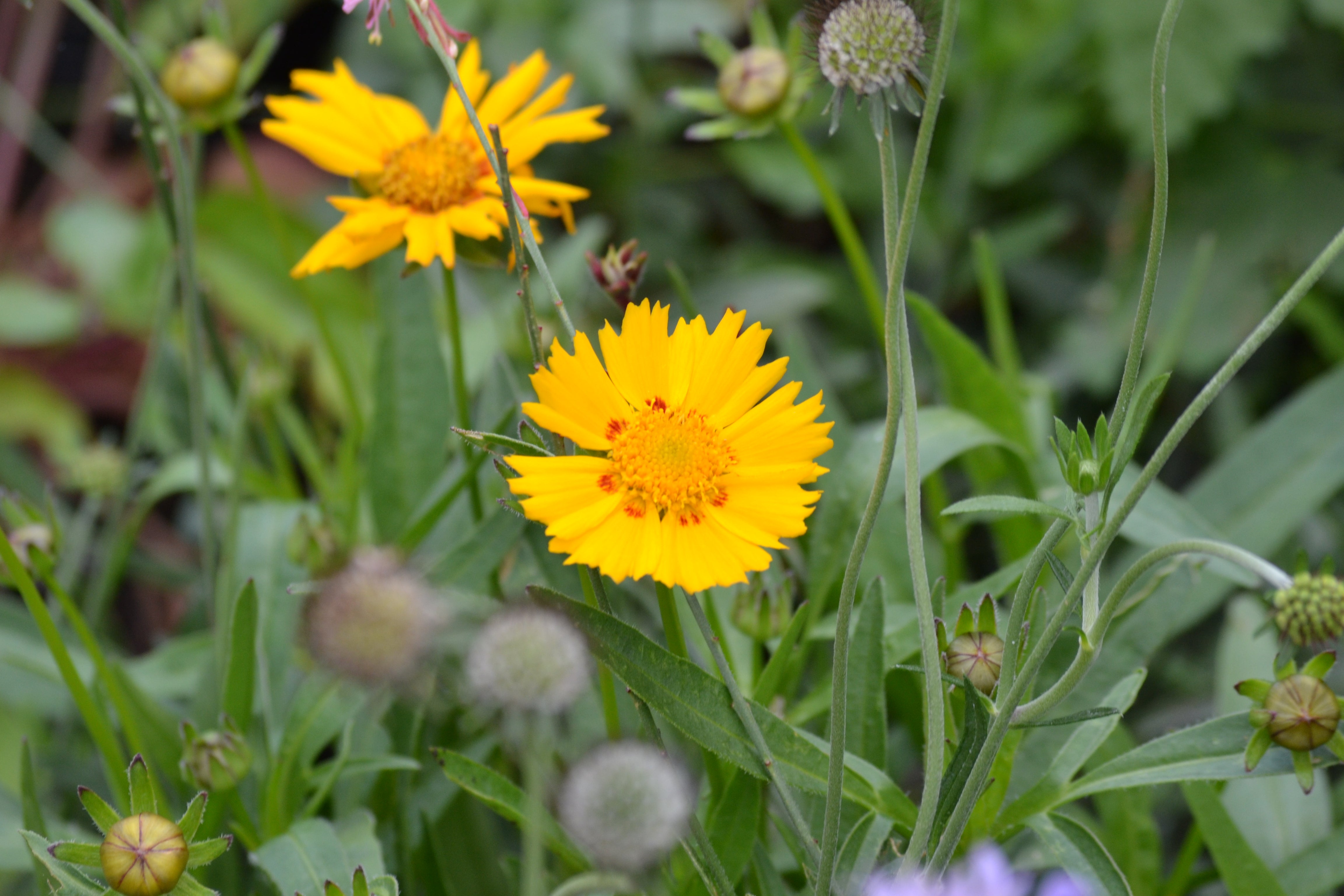 lanceleaf coreopsis